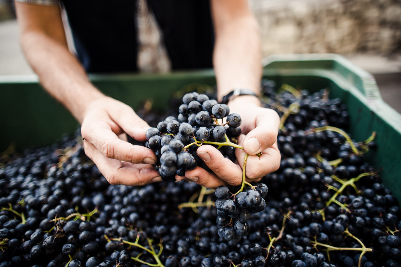 Vini, crescono le temperature e l'Alto Adige punta... al Bordeaux Vini, crescono le temperature e l'Alto Adige punta... al Bordeaux