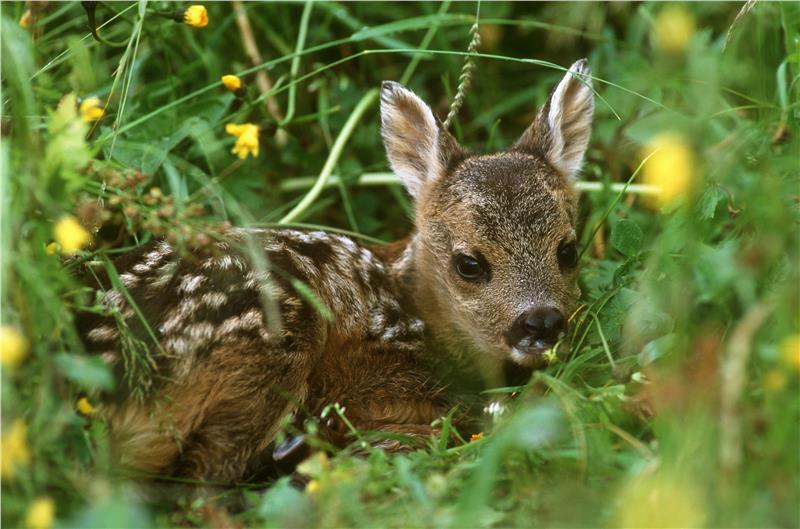 Caprioli e cuccioli selvatici, l'appello: «Non raccoglieteli»