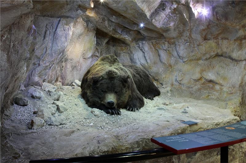 Estate, ogni venerdì visita guidata all'orso delle caverne