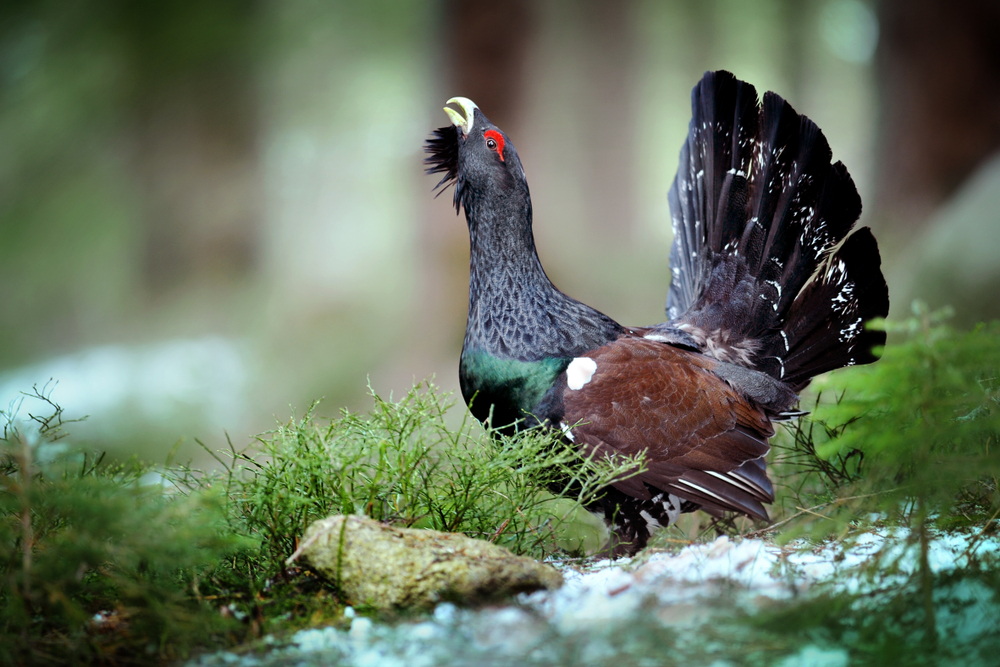 Dal gallo cedrone al fieno, gli interventi del «fondo del paesaggio»