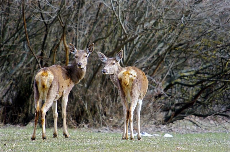 Parco dello Stelvio, via libera al piano di controllo del cervo