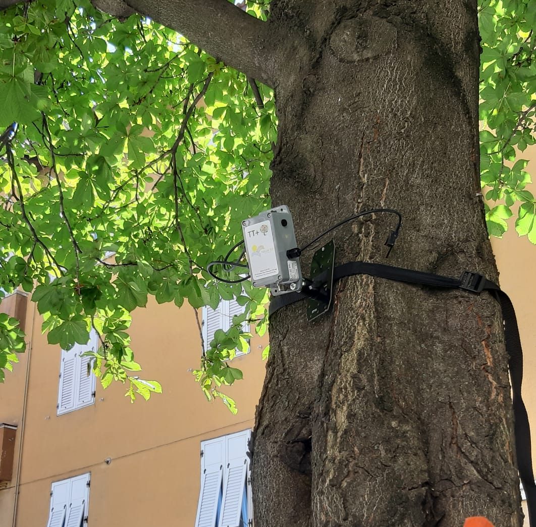 «Tree Talker», i sensori che fanno parlare gli alberi