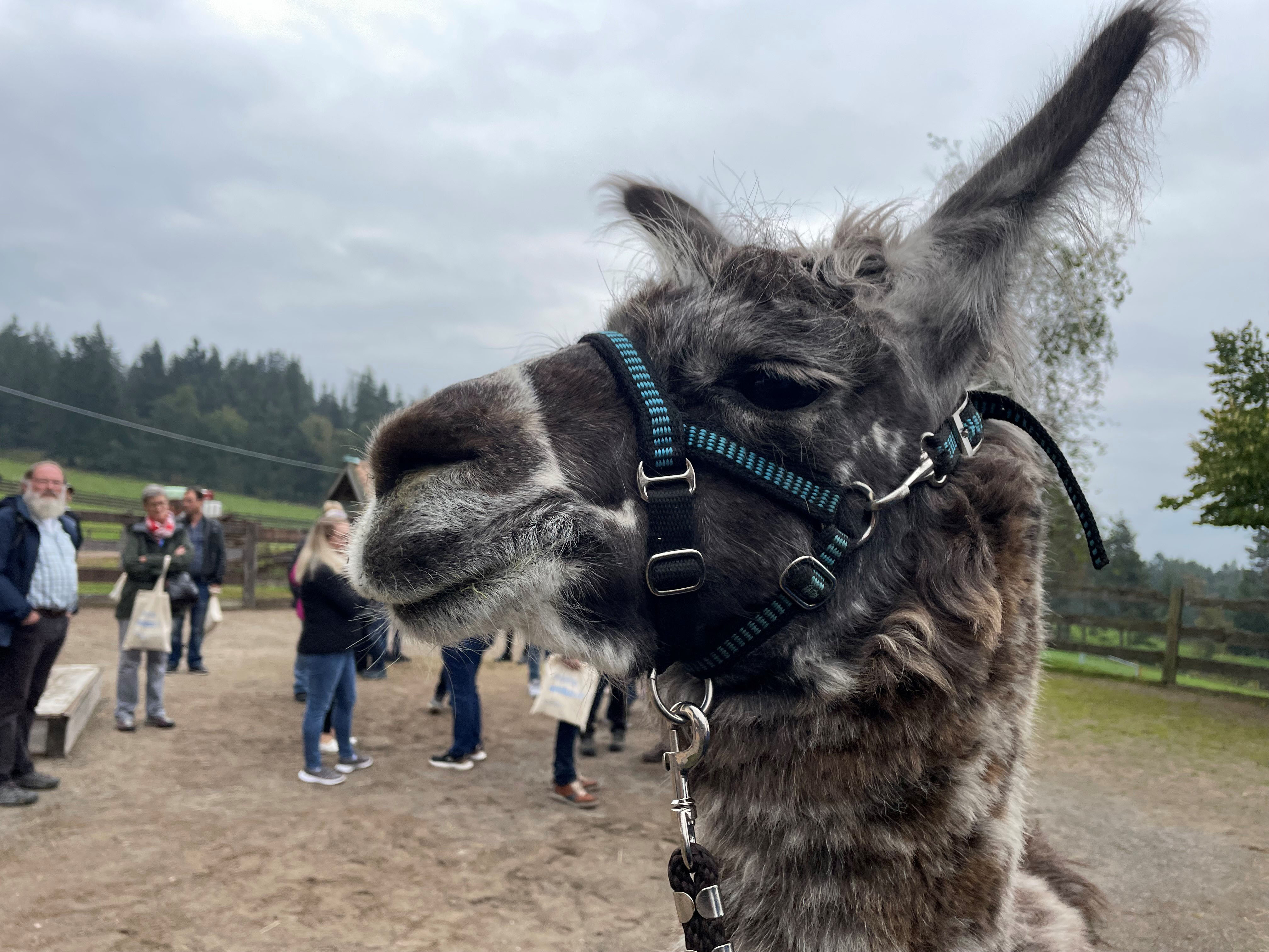 Lama e alpaca sempre più presenti in Alto Adige: confronto tra esperti ...
