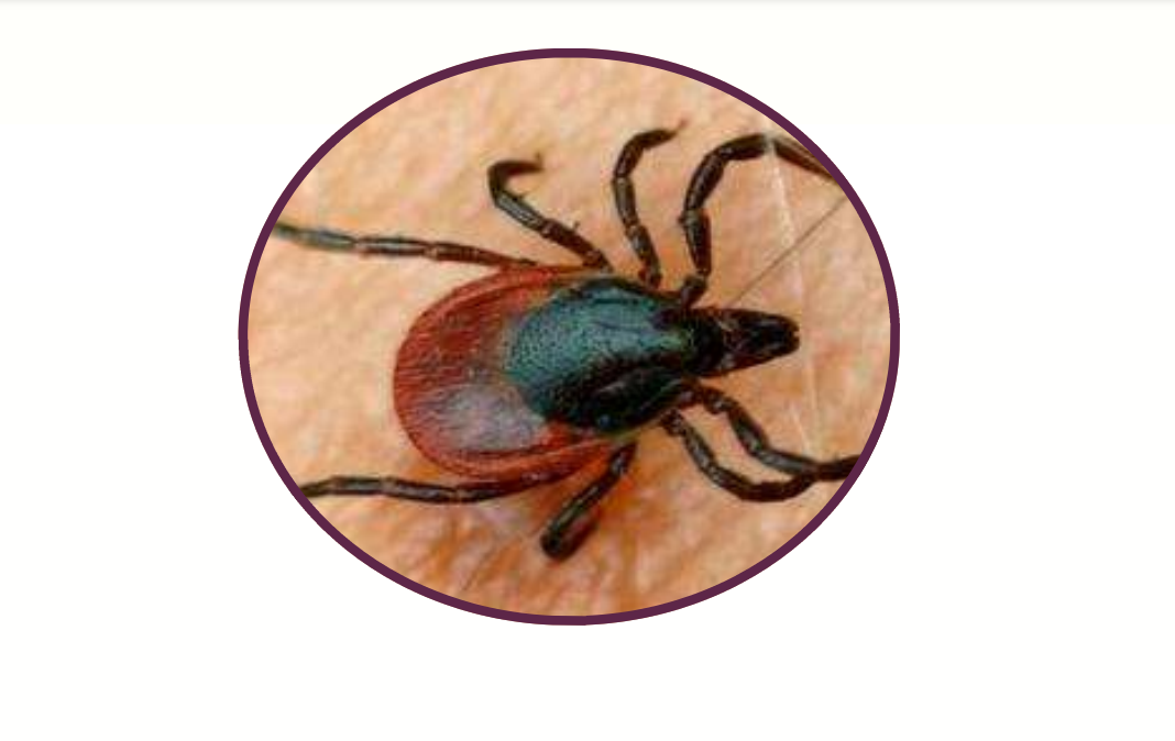 Zecche in Alto Adige: informazioni e open days